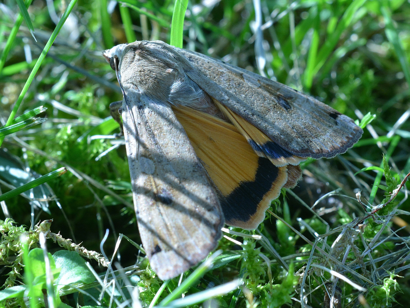 Falter ? Foto & Bild | natur Bilder auf fotocommunity