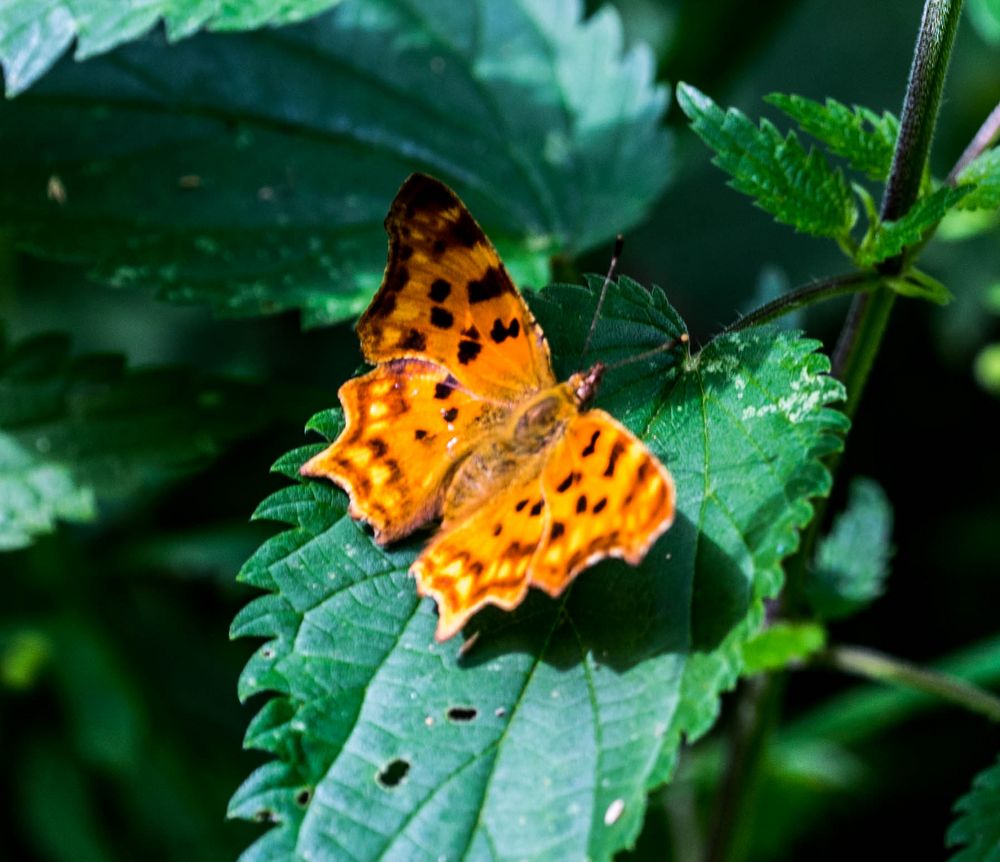 falter Foto & Bild | tiere, wildlife, schmetterlinge Bilder auf ...