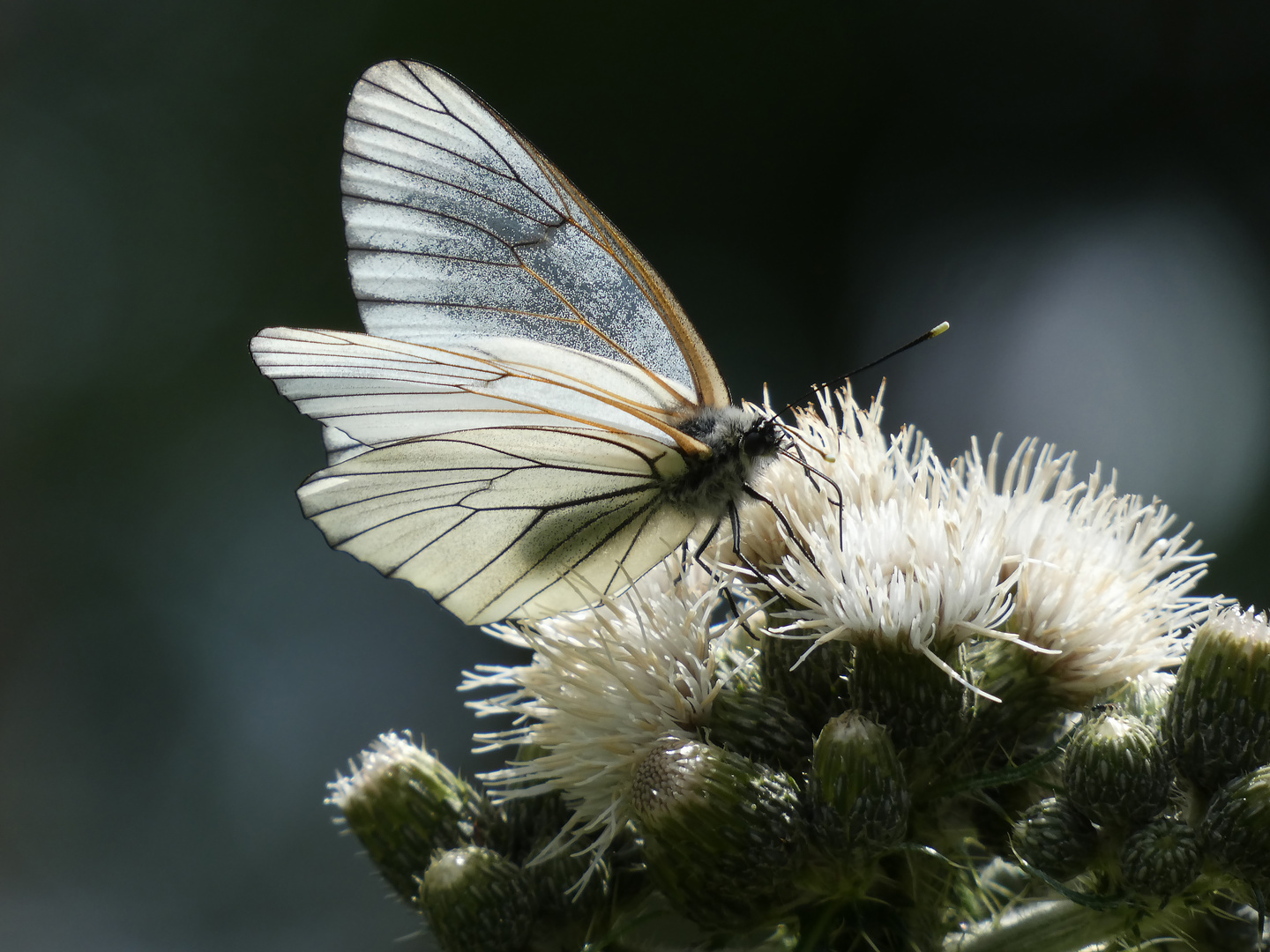 Falter Foto & Bild | tiere, wildlife, insekten Bilder auf fotocommunity
