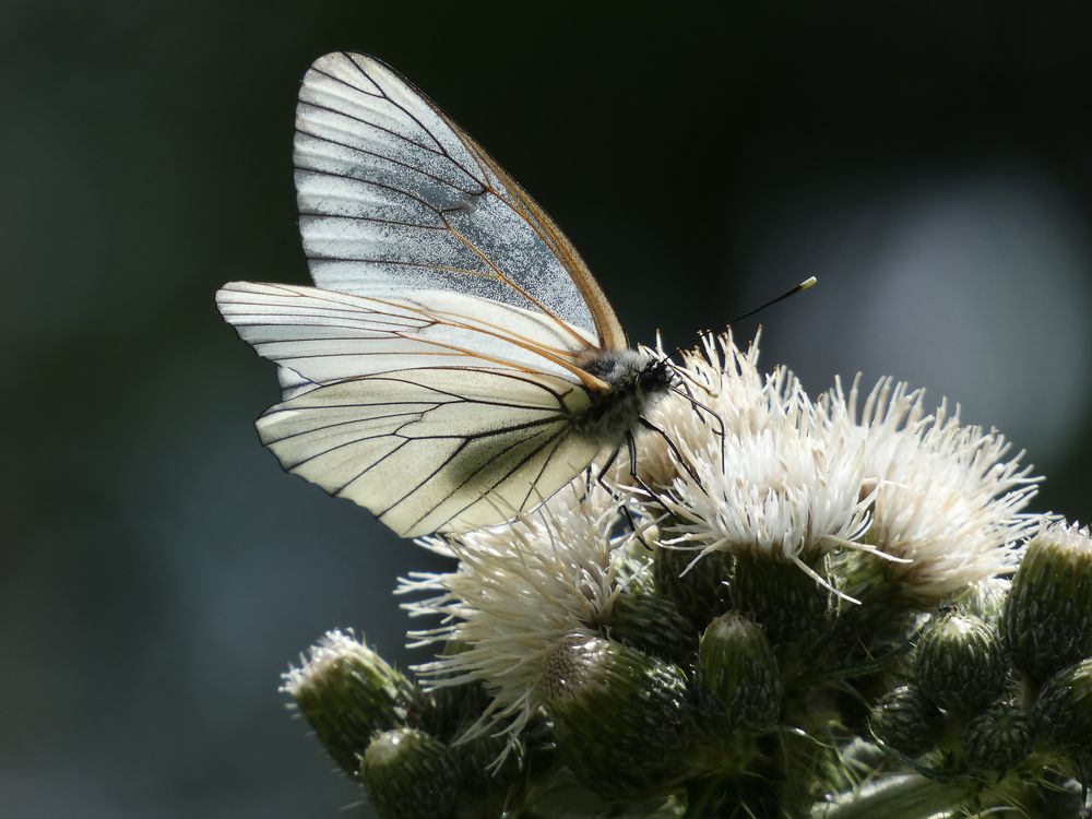 Falter Foto & Bild | tiere, wildlife, insekten Bilder auf fotocommunity