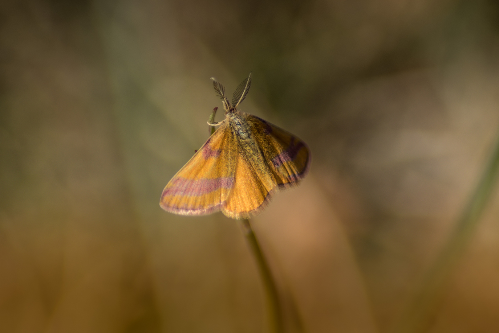 Falter Foto & Bild | tiere, wildlife, schmetterlinge Bilder auf ...