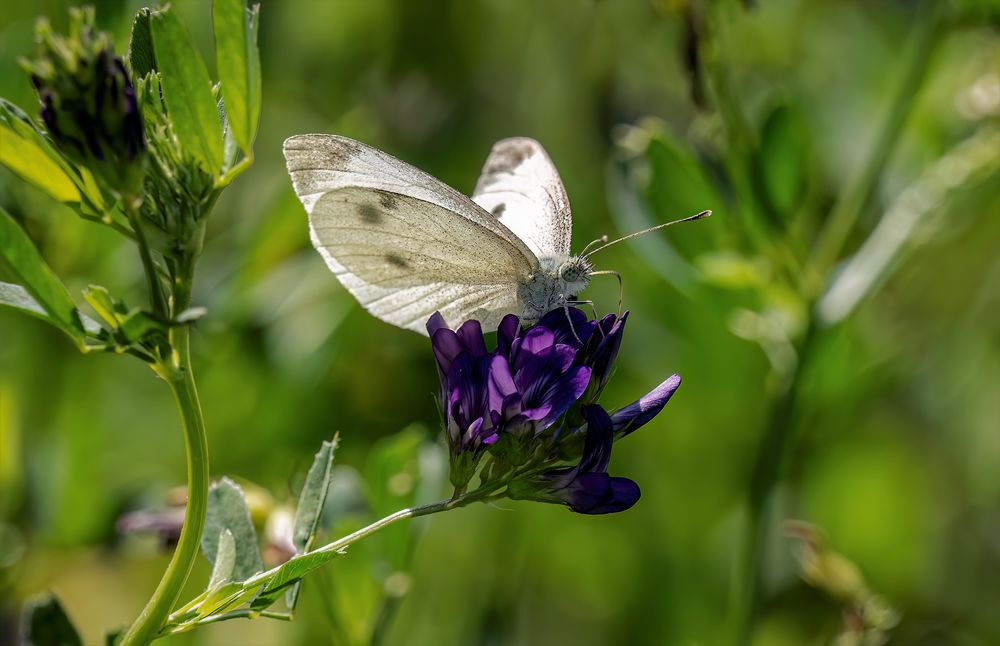 Falter Foto & Bild | tiere, wildlife, schmetterlinge Bilder auf ...