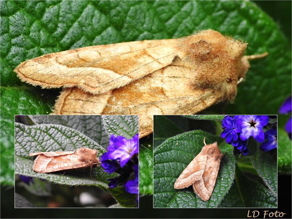 Falter Foto & Bild | natur, insekten, tiere Bilder auf fotocommunity