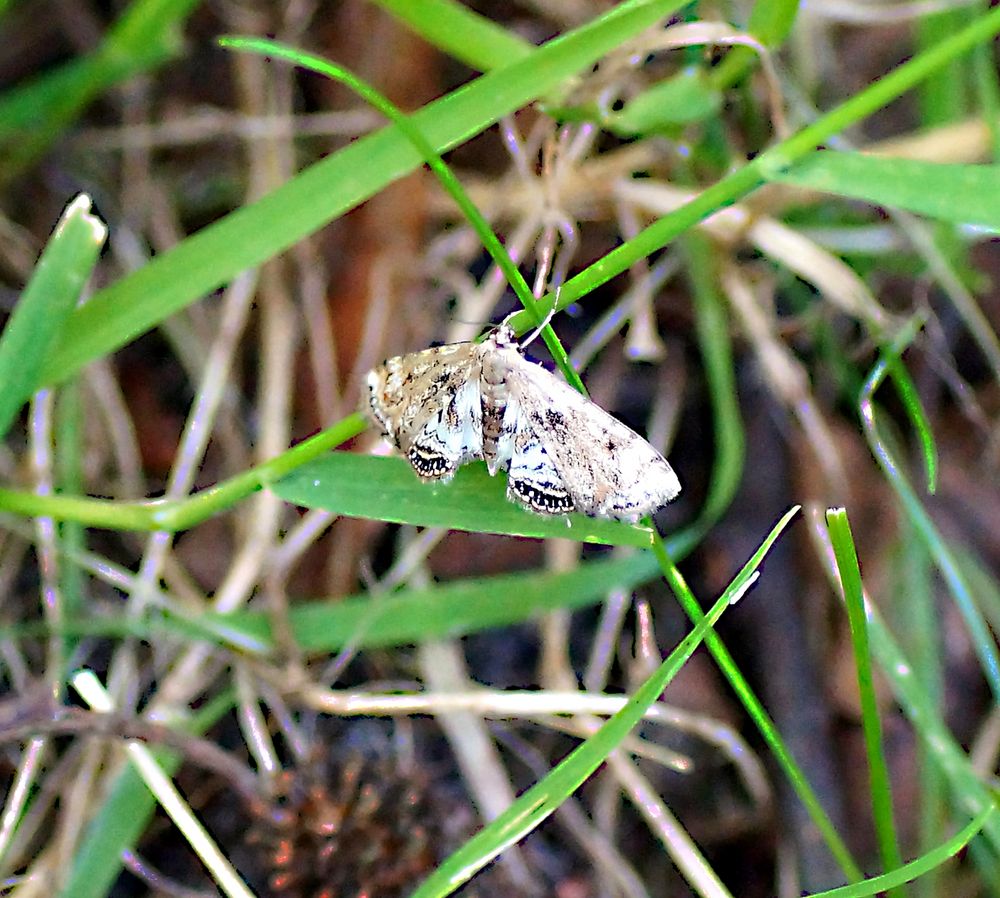 Falter Foto & Bild | tiere, wildlife, schmetterlinge Bilder auf ...