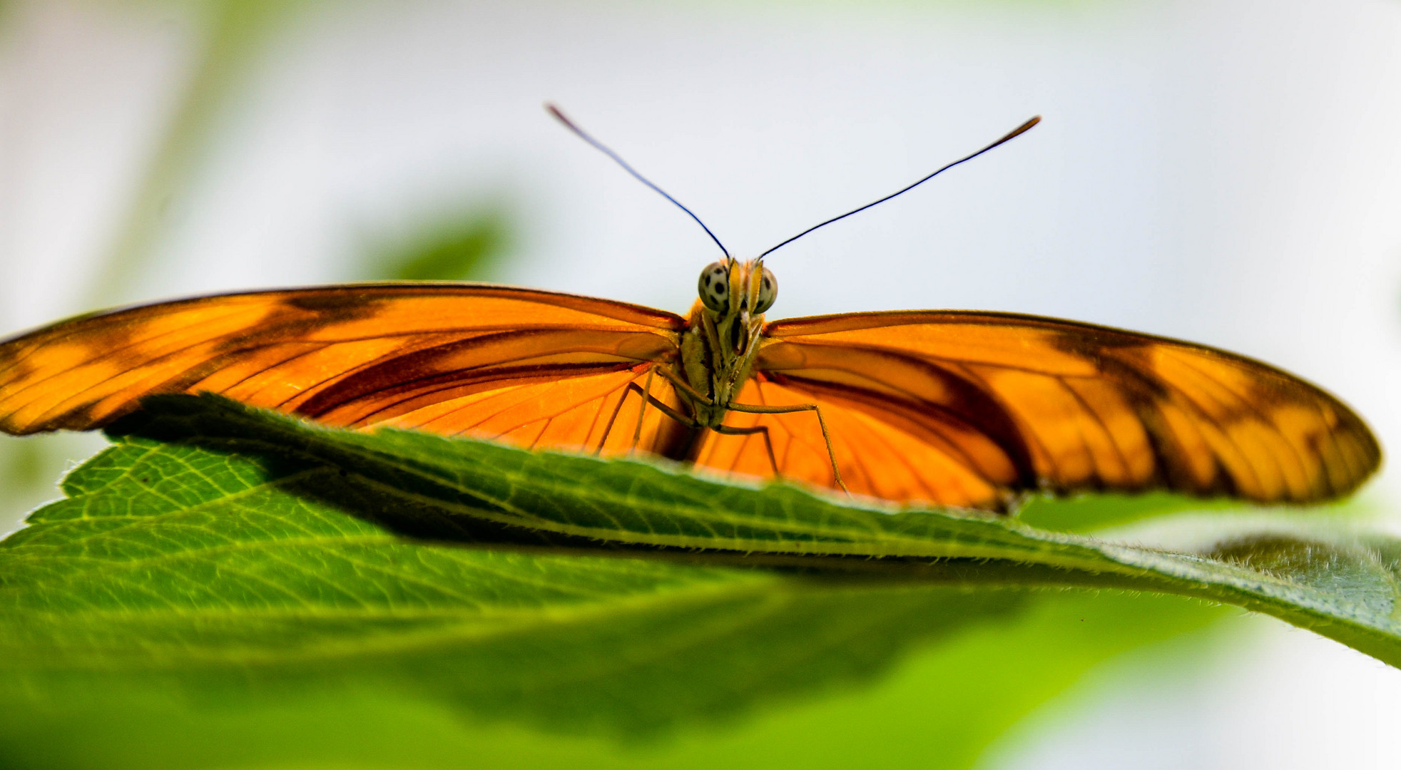 Falter Foto & Bild | outdoor, natur, insekten Bilder auf fotocommunity