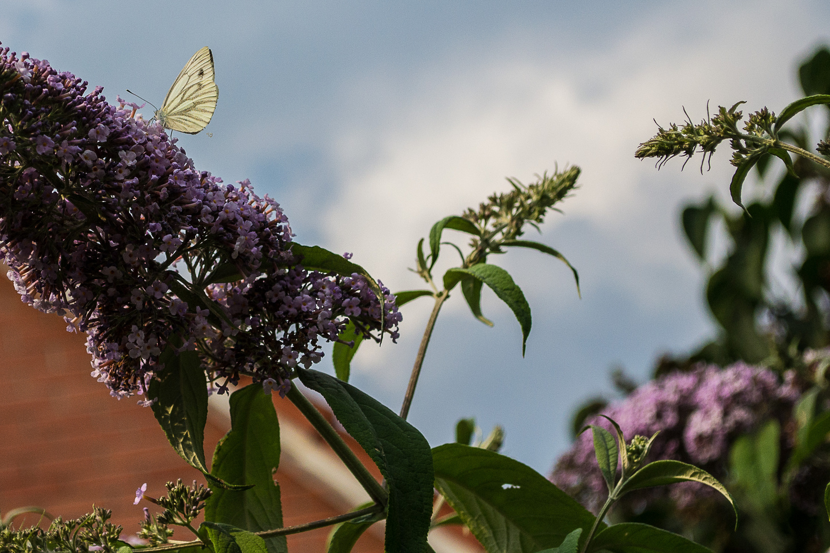 Falter Foto & Bild | landschaft, garten- & parklandschaften, natur ...