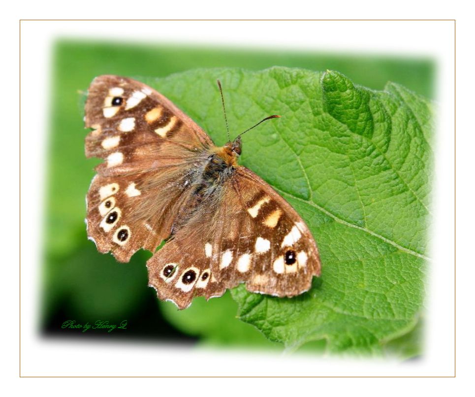 Falter Foto & Bild | tiere, wildlife, schmetterlinge Bilder auf ...