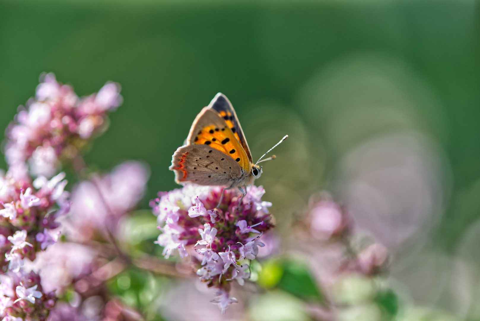 Falter Foto & Bild | tiere, wildlife, schmetterlinge Bilder auf ...