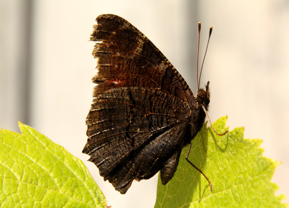 Falter Foto & Bild | tiere, wildlife, schmetterlinge Bilder auf ...