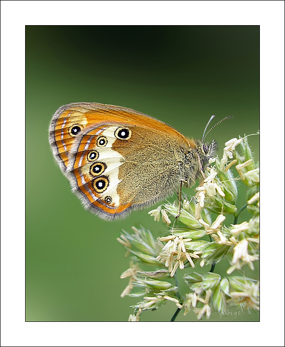 Falter Foto & Bild | tiere, wildlife, schmetterlinge Bilder auf ...