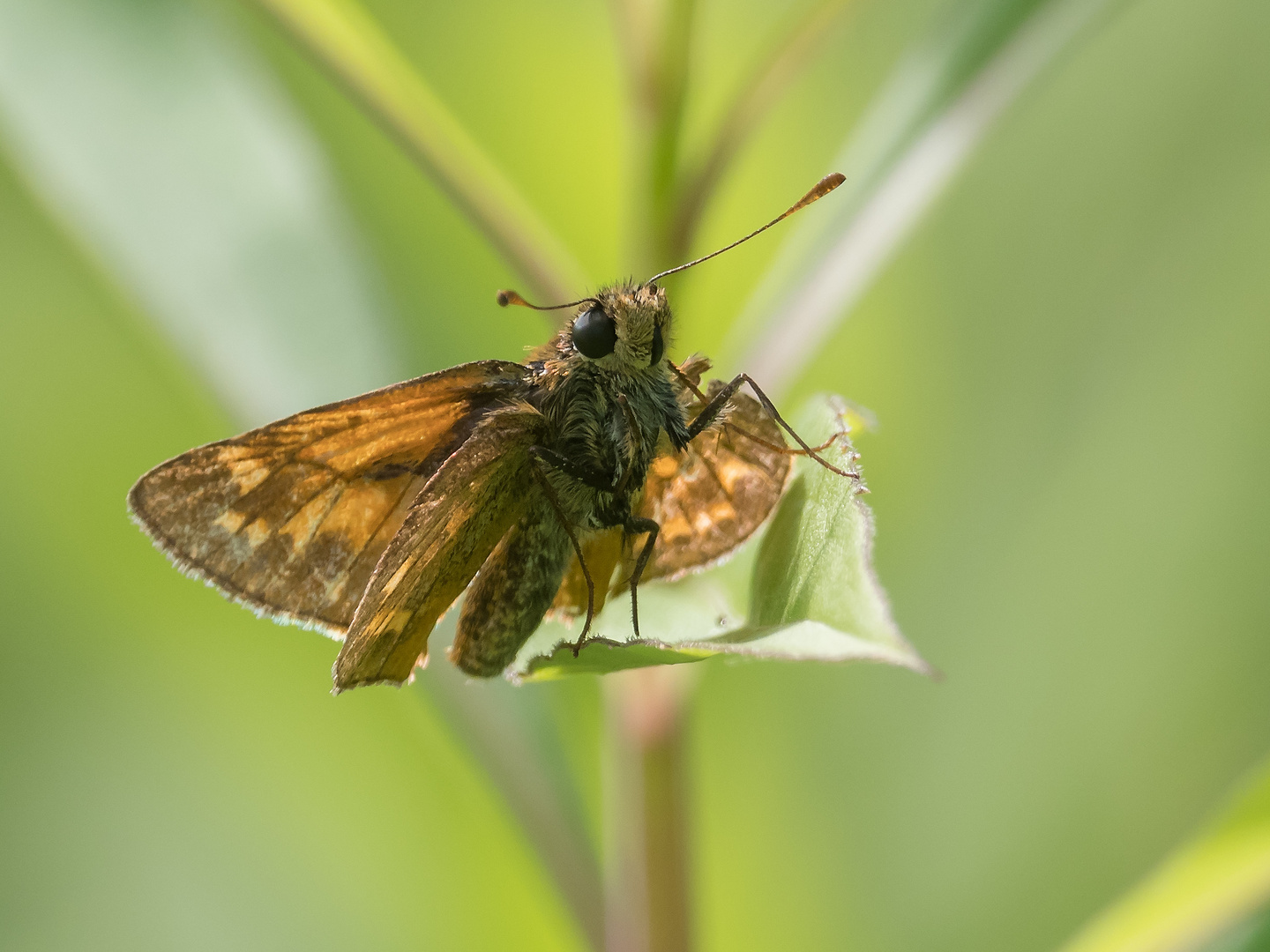Falter Foto & Bild | natur, bayern, insekten Bilder auf fotocommunity