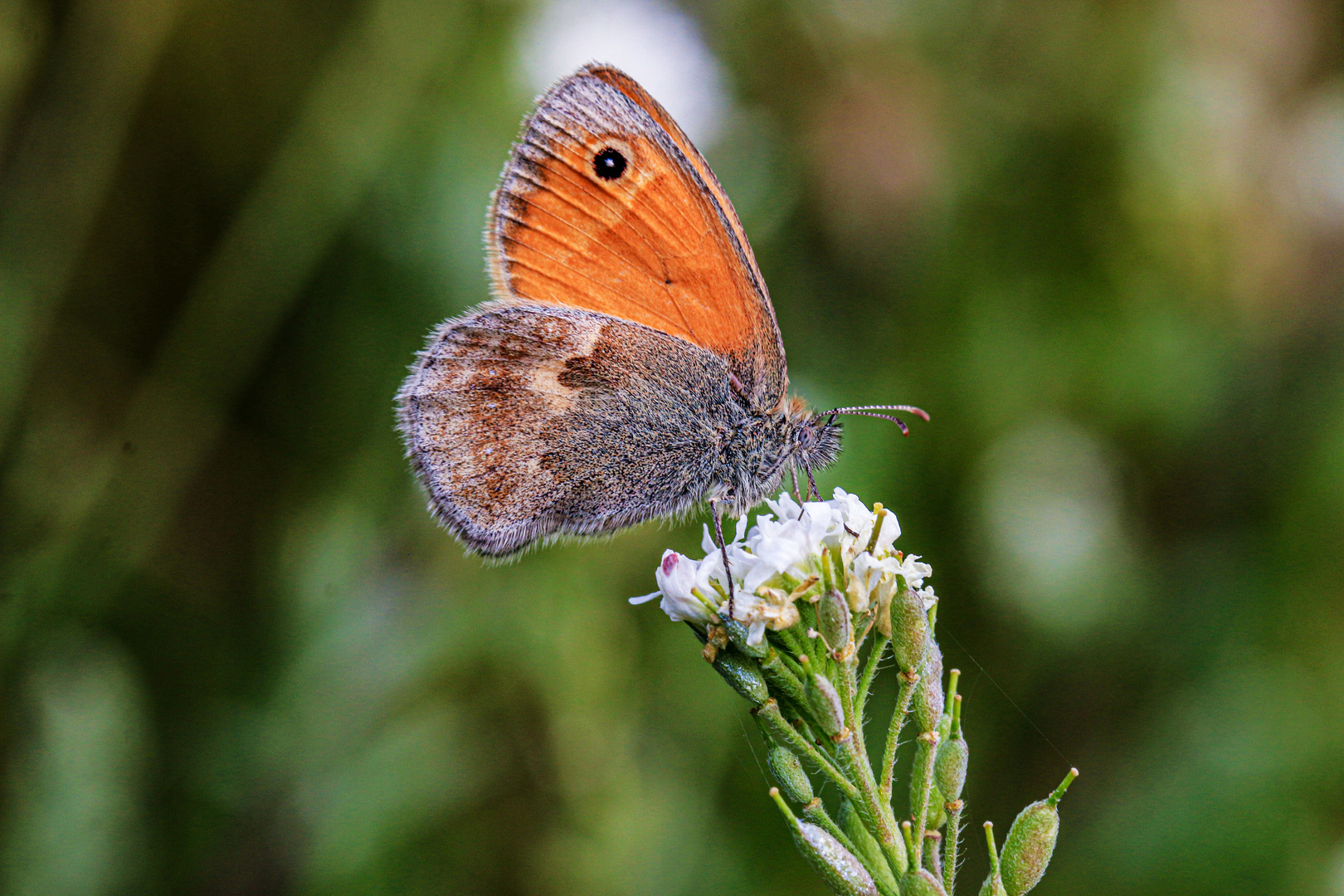 Falter Foto & Bild | dokumentation, outdoor, makro Bilder auf fotocommunity
