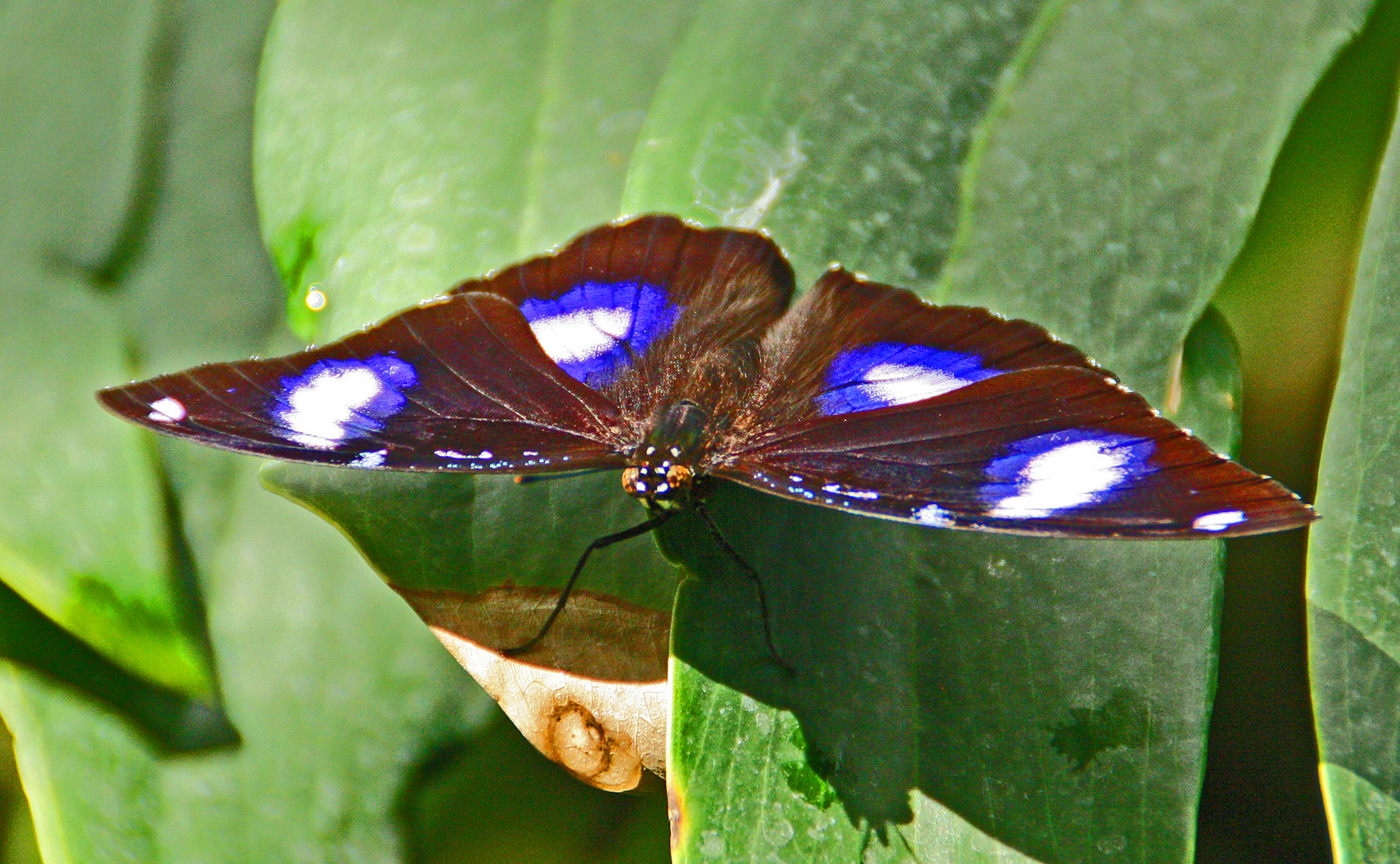Falter Foto & Bild | deutschland, europe, baden- württemberg Bilder auf ...