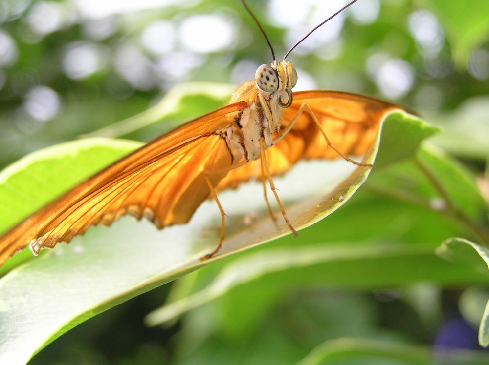Falter Foto & Bild | tiere, natur Bilder auf fotocommunity