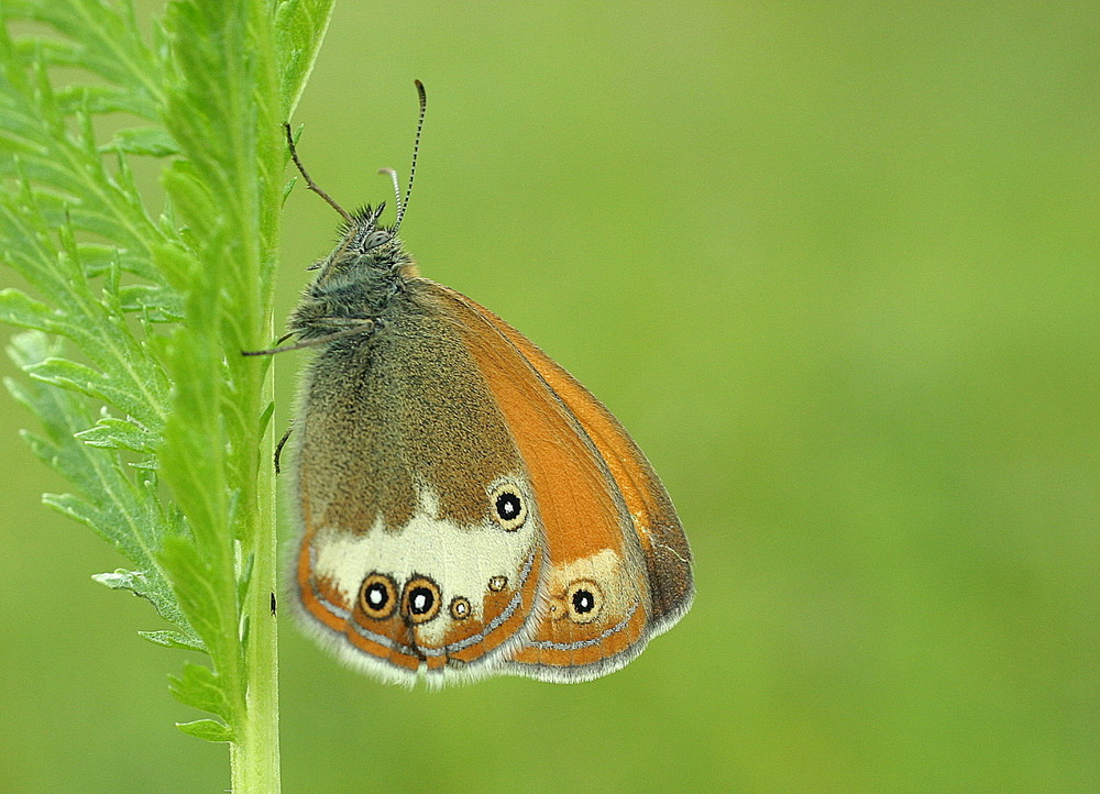 Falter Foto & Bild | tiere, wildlife, schmetterlinge Bilder auf ...