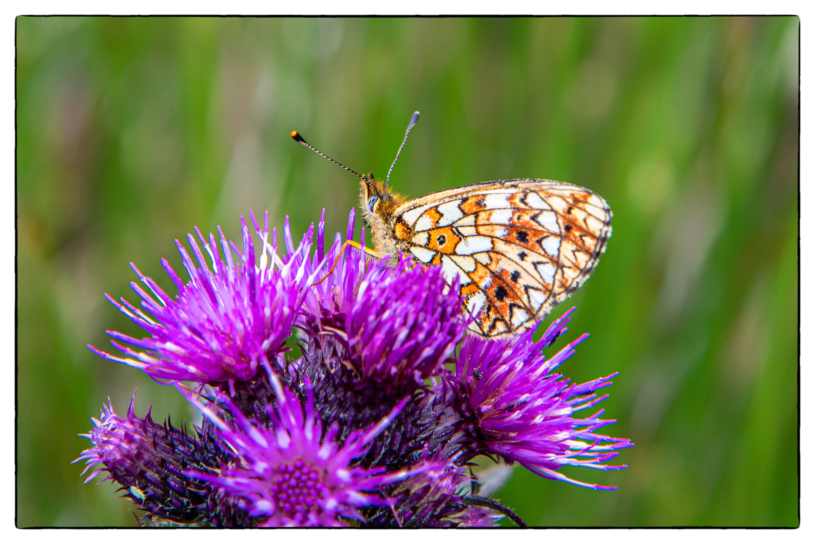 Falter am Wegesrand Foto & Bild | world, natur, insekten Bilder auf ...
