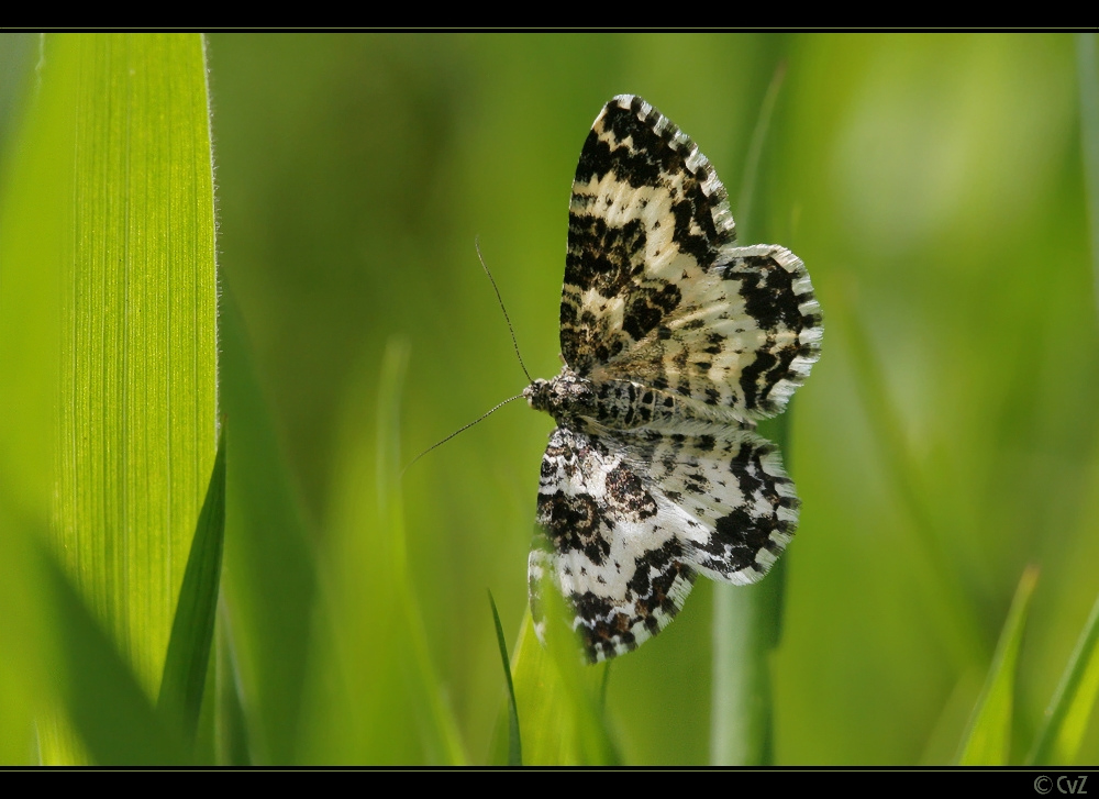 Falter auf Grün Foto & Bild | tiere, wildlife, schmetterlinge Bilder ...