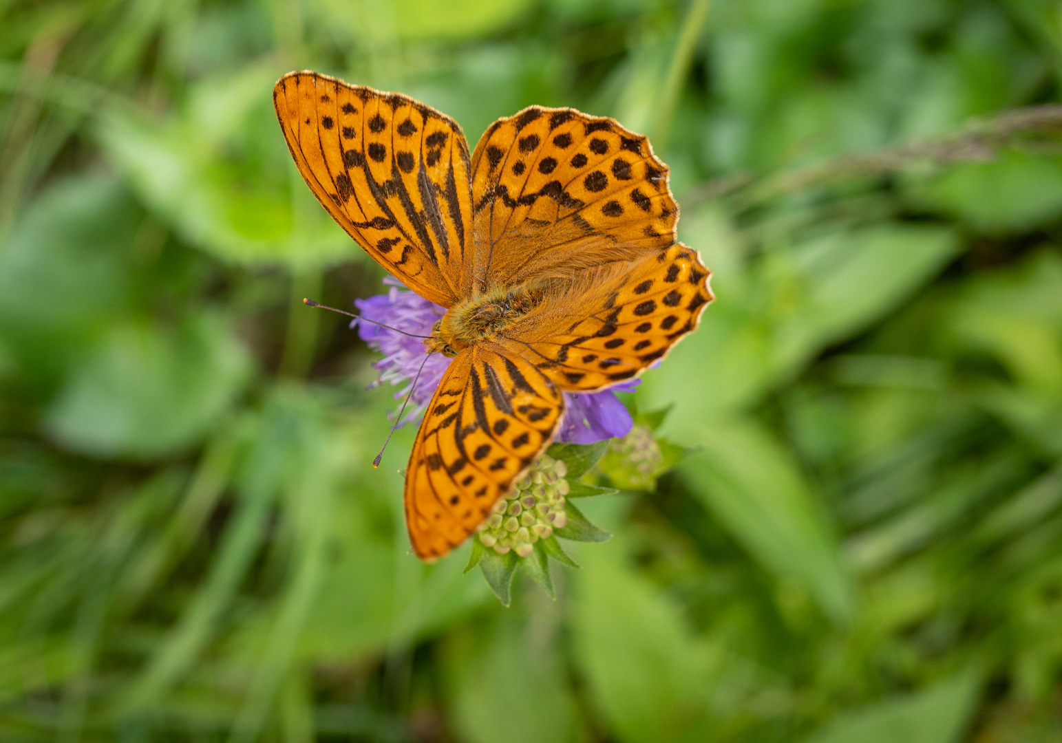 Falter Foto & Bild | natur Bilder auf fotocommunity