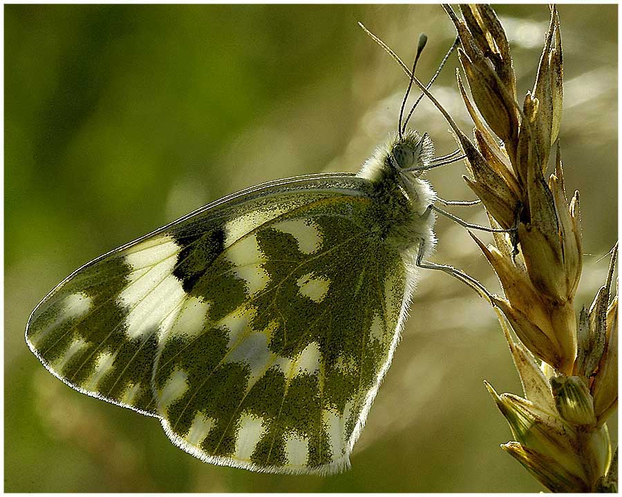 Falter Foto & Bild | tiere, wildlife, schmetterlinge Bilder auf ...
