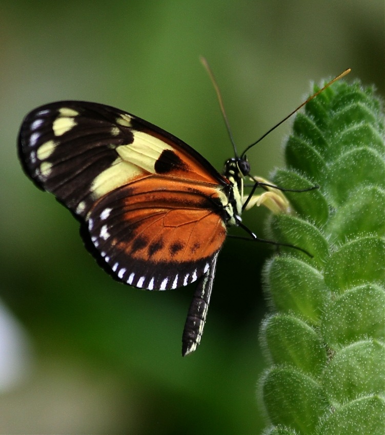Falter(?) Foto & Bild | tiere, wildlife, schmetterlinge Bilder auf ...