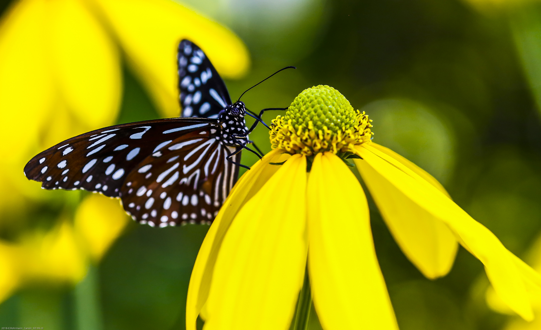 Falter Foto & Bild | world, sommer, natur Bilder auf fotocommunity