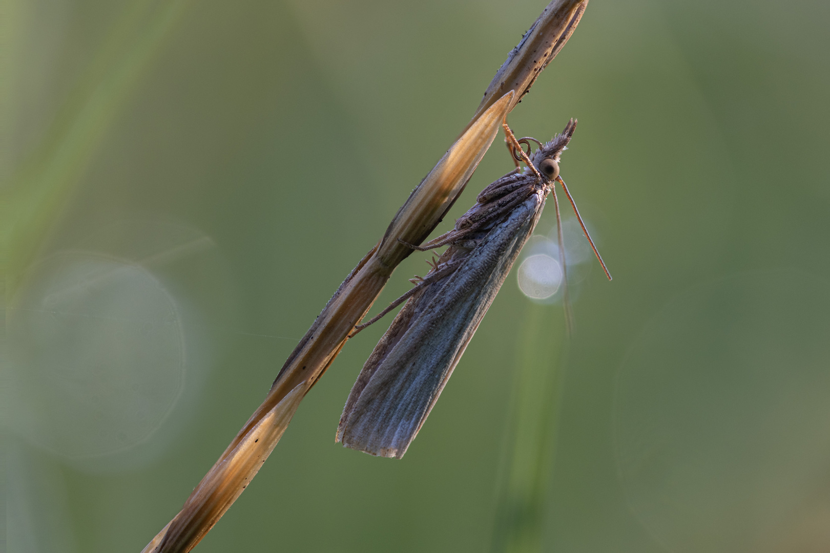 Falter Foto & Bild | tiere, wildlife, schmetterlinge Bilder auf ...