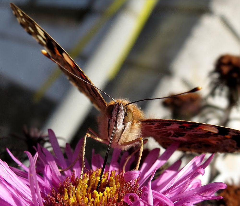 Falter Foto & Bild | tiere, wildlife, schmetterlinge Bilder auf ...