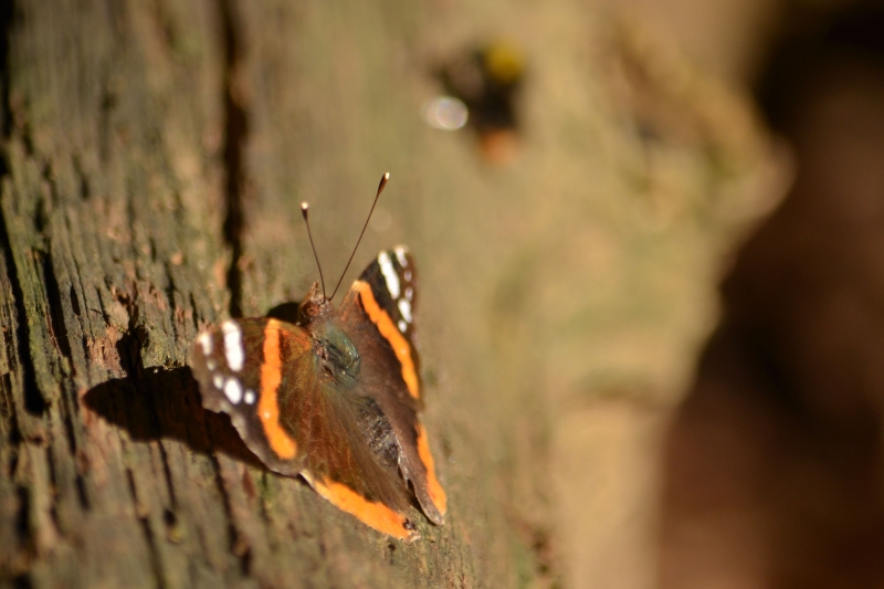 Falter Foto & Bild | tiere, wildlife, schmetterlinge Bilder auf ...