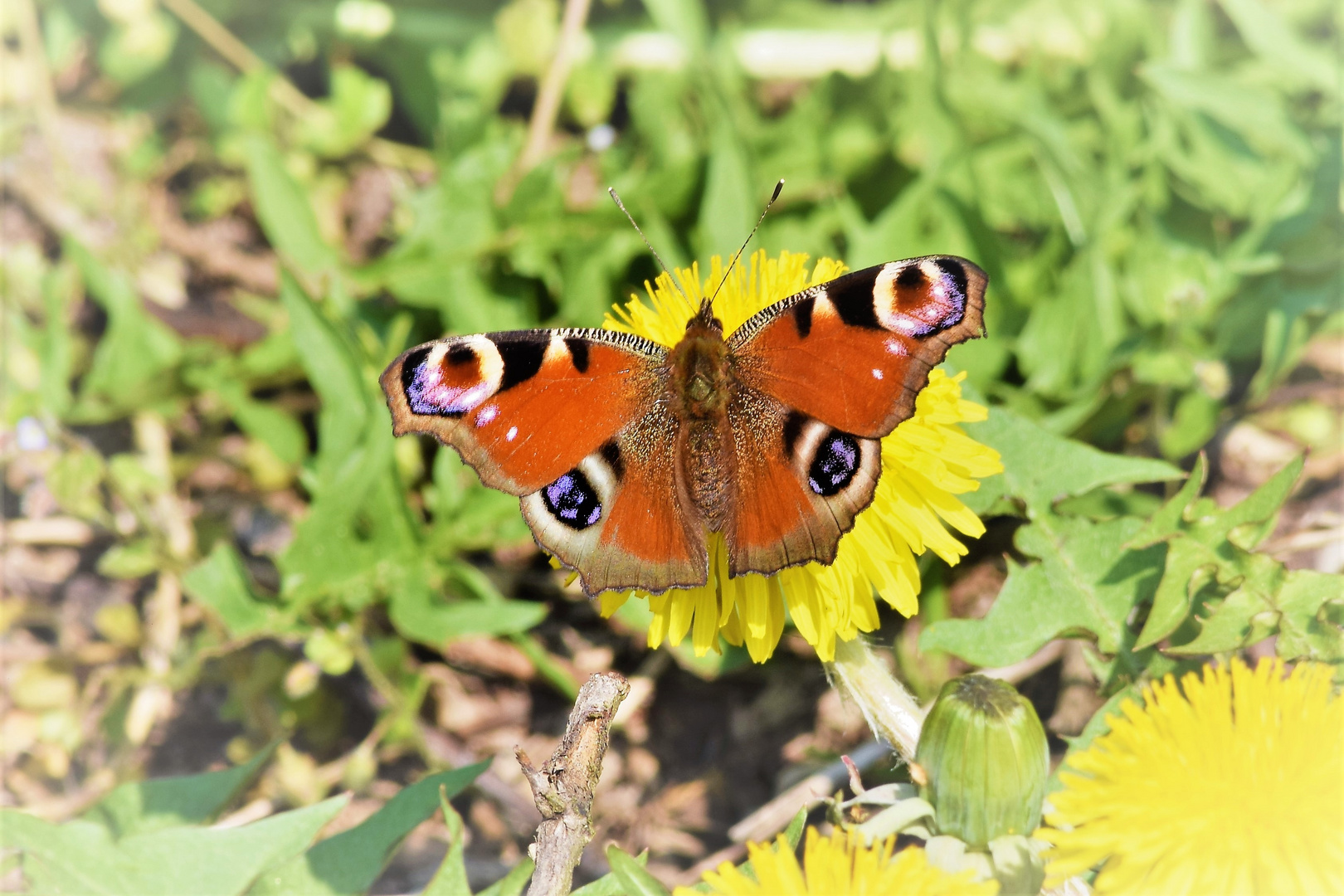 Falter Foto & Bild | tiere, wildlife, schmetterlinge Bilder auf ...
