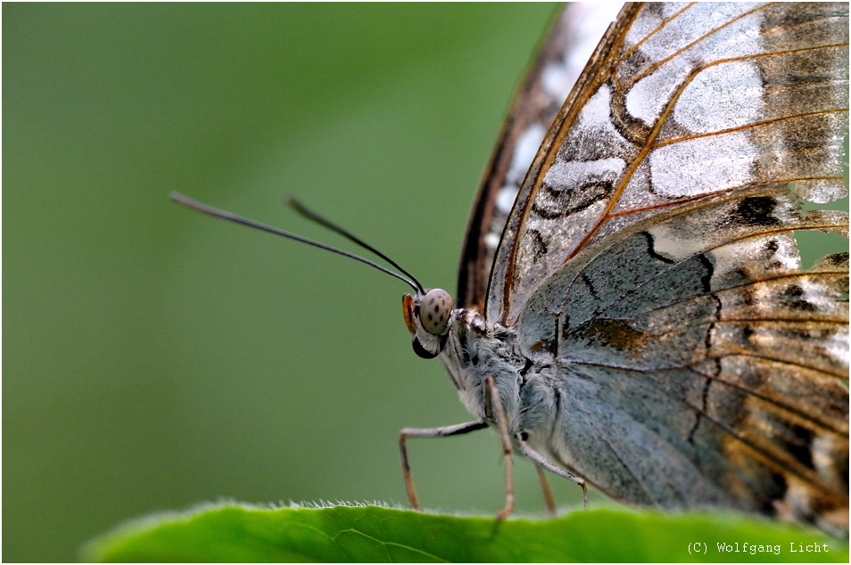 Falter Foto & Bild | tiere, wildlife, schmetterlinge Bilder auf ...