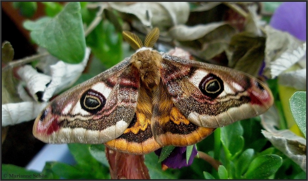 Falter der Nacht... Foto & Bild | tiere, wildlife, schmetterlinge ...