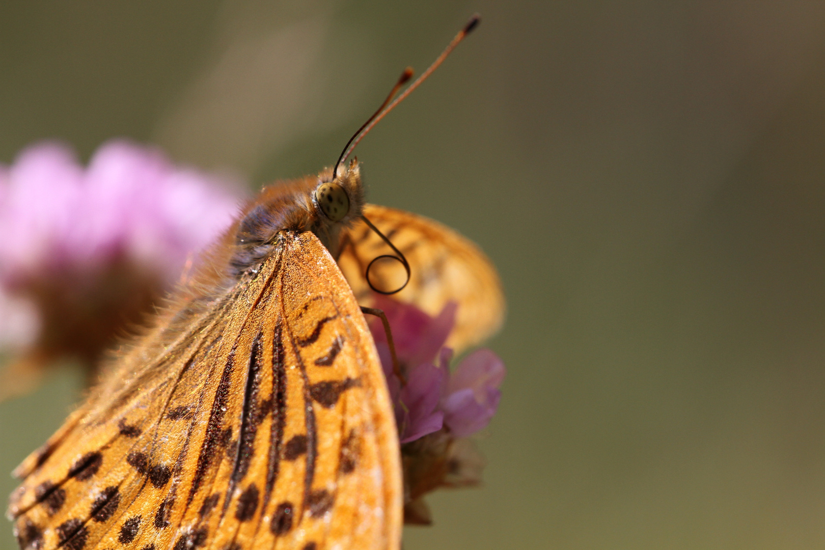 Falter des Jahres 2022 Foto & Bild | natur, insekten, tiere Bilder auf ...