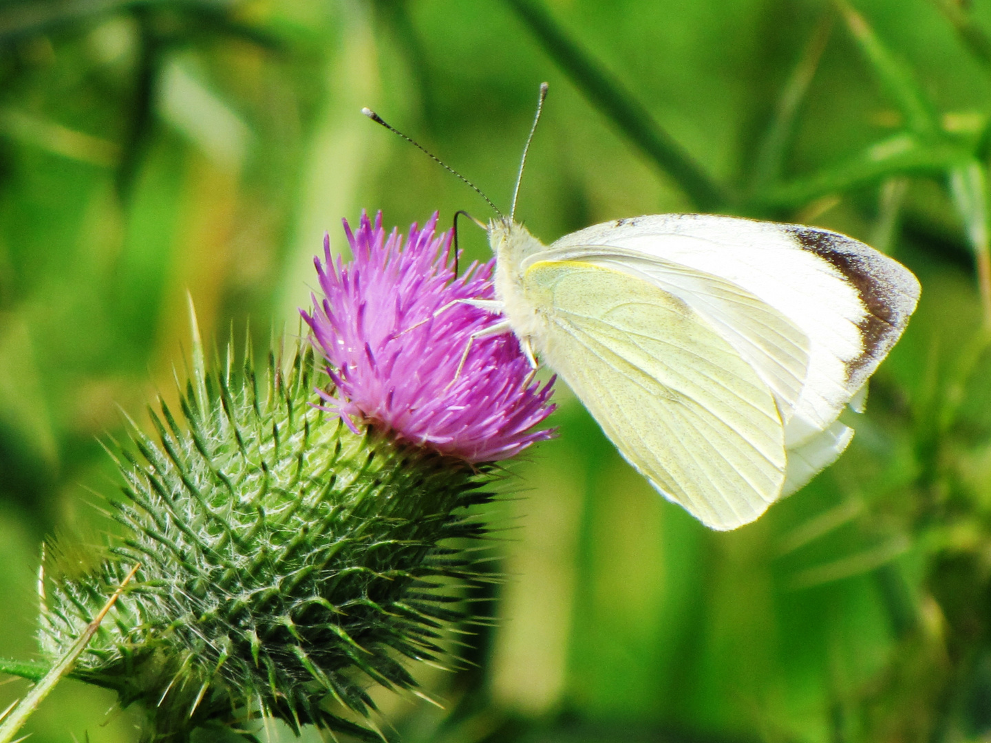 Falter Foto & Bild | tiere, natur Bilder auf fotocommunity