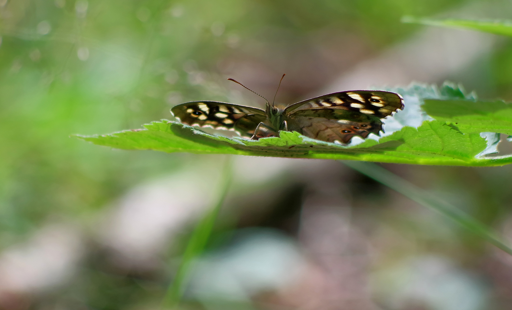 Falter frontal Foto & Bild | natur, nahaufnahme, insekten Bilder auf ...