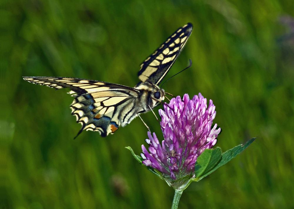 Falter II Foto & Bild | tiere, wildlife, schmetterlinge Bilder auf ...