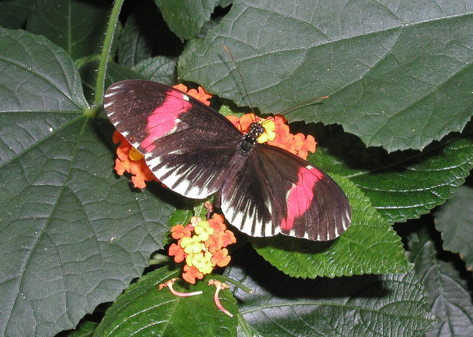 Falter III Foto & Bild | tiere, zoo, wildpark & falknerei, insekten ...