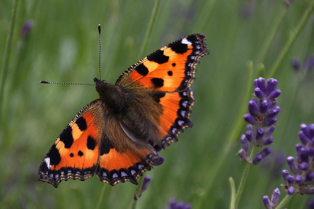 Falter in voller Pracht Foto & Bild | tiere, wildlife, schmetterlinge ...