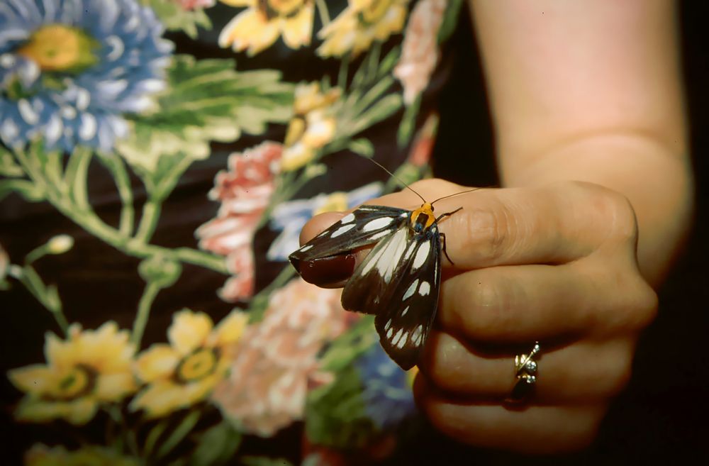 Falter lässt sich durch Kleid täuschen... Foto & Bild | tiere, tier und ...