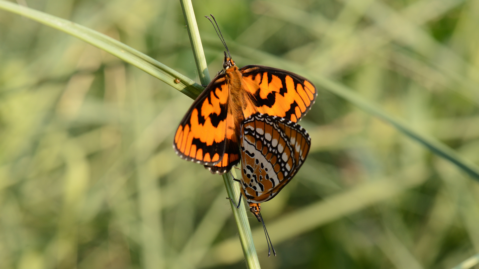 Falter Love Foto & Bild | natur, insekten, tiere Bilder auf fotocommunity