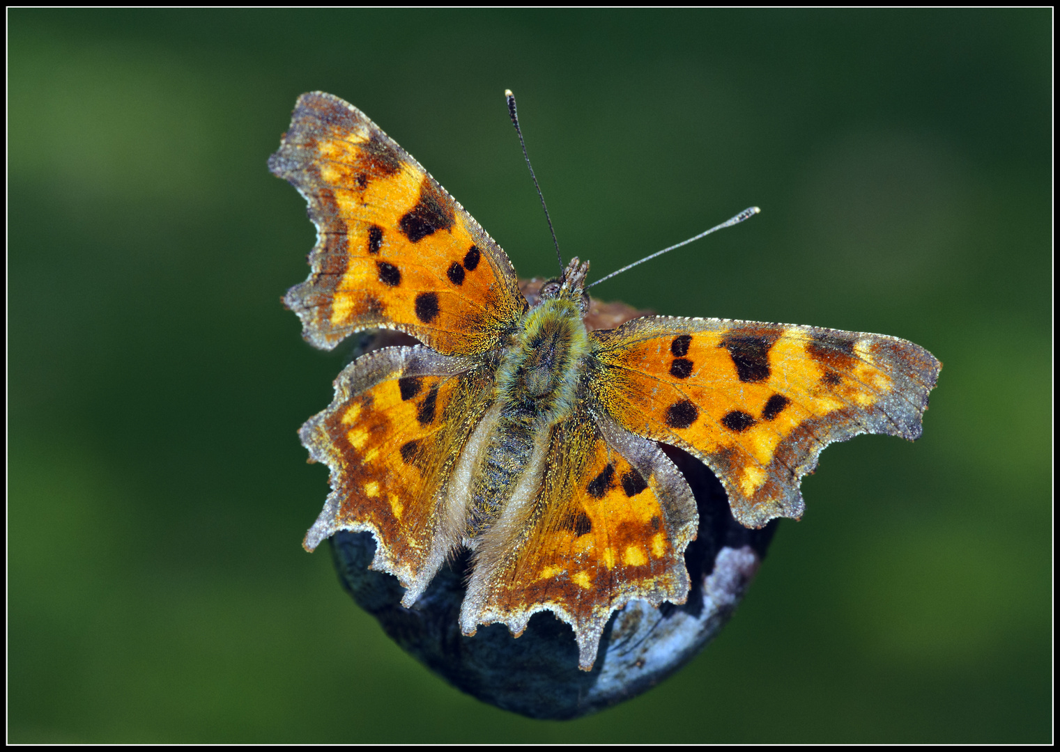 Falter14 Foto & Bild | tiere, wildlife, schmetterlinge Bilder auf ...