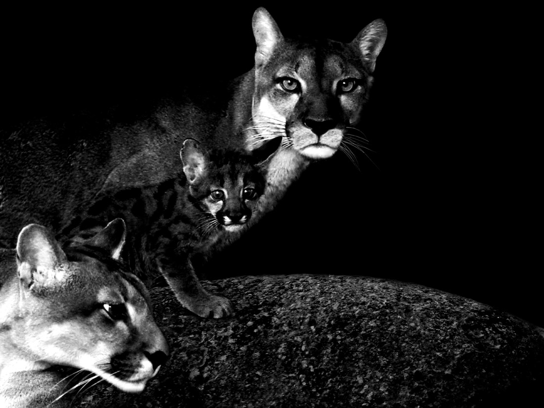Familia de pumas Imagen & Foto | animales, animales salvajes ...