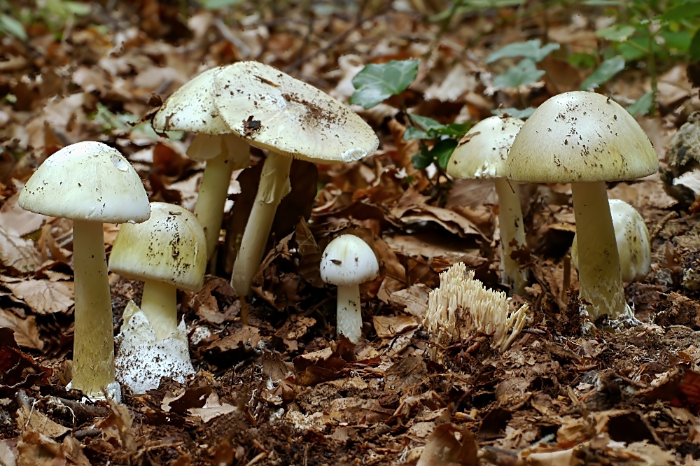 Familie Amatoxine und Phallotoxin Foto & Bild | pflanzen, pilze ...