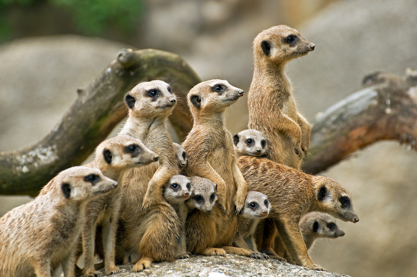 Familie Erdmännchen Foto & Bild | tiere, zoo, wildpark & falknerei, natur Bilder auf fotocommunity