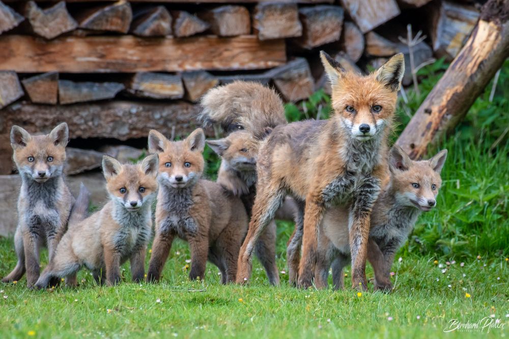 Familie Fuchs Foto & Bild | tiere, wildlife, natur Bilder auf fotocommunity