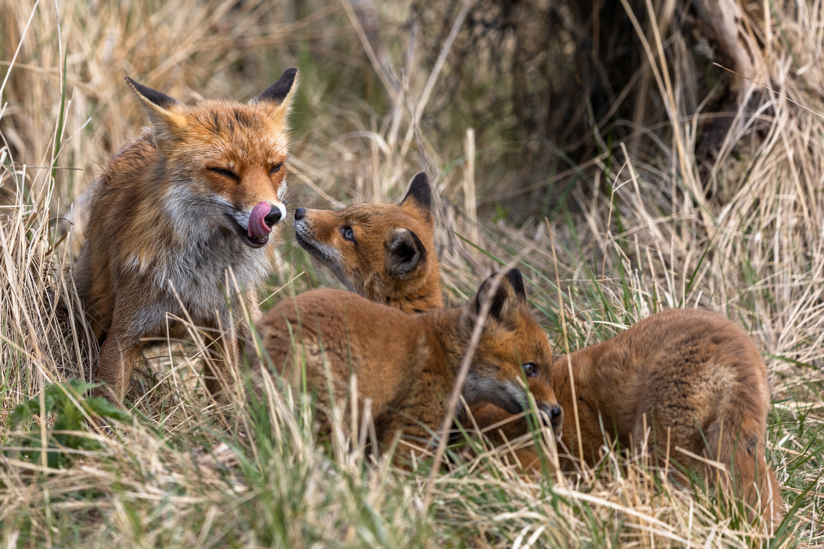 Familie Fuchs (remastered) Foto & Bild | world, wald, spielen Bilder ...