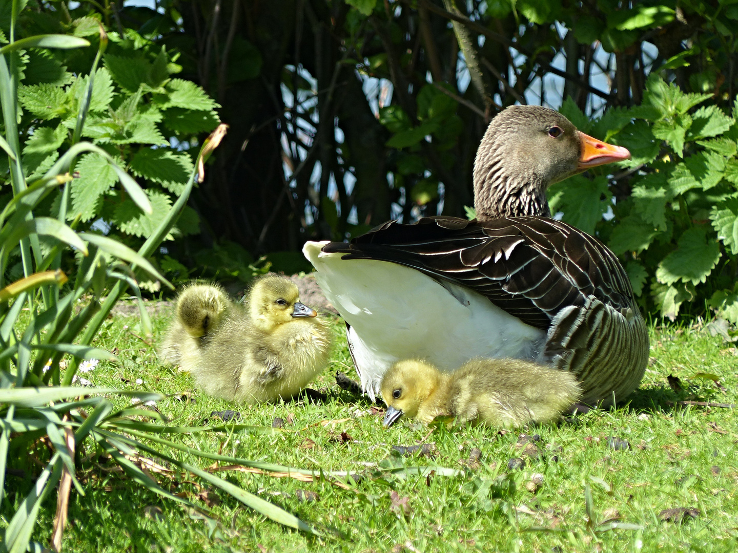 Familie Gans Foto & Bild | tiere, wildlife, wild lebende vögel Bilder ...