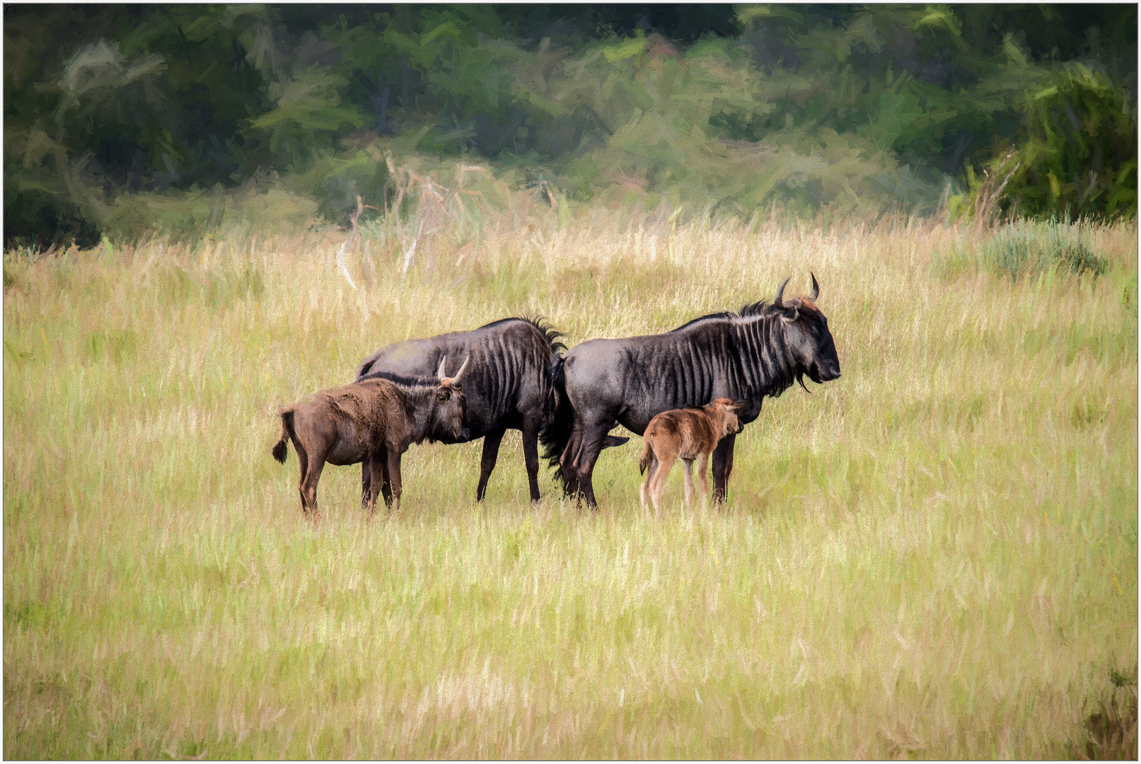 Familie Gnu Foto & Bild | südafrika 2015, nature, world Bilder auf ...