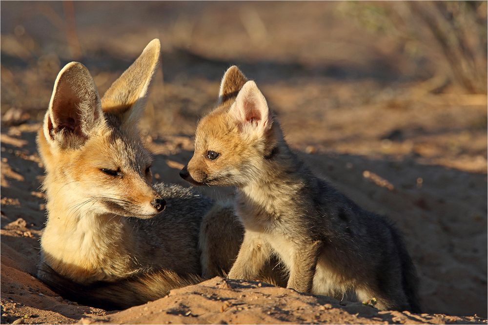 Familie Kapfuchs Foto & Bild | africa, southern africa, south africa ...