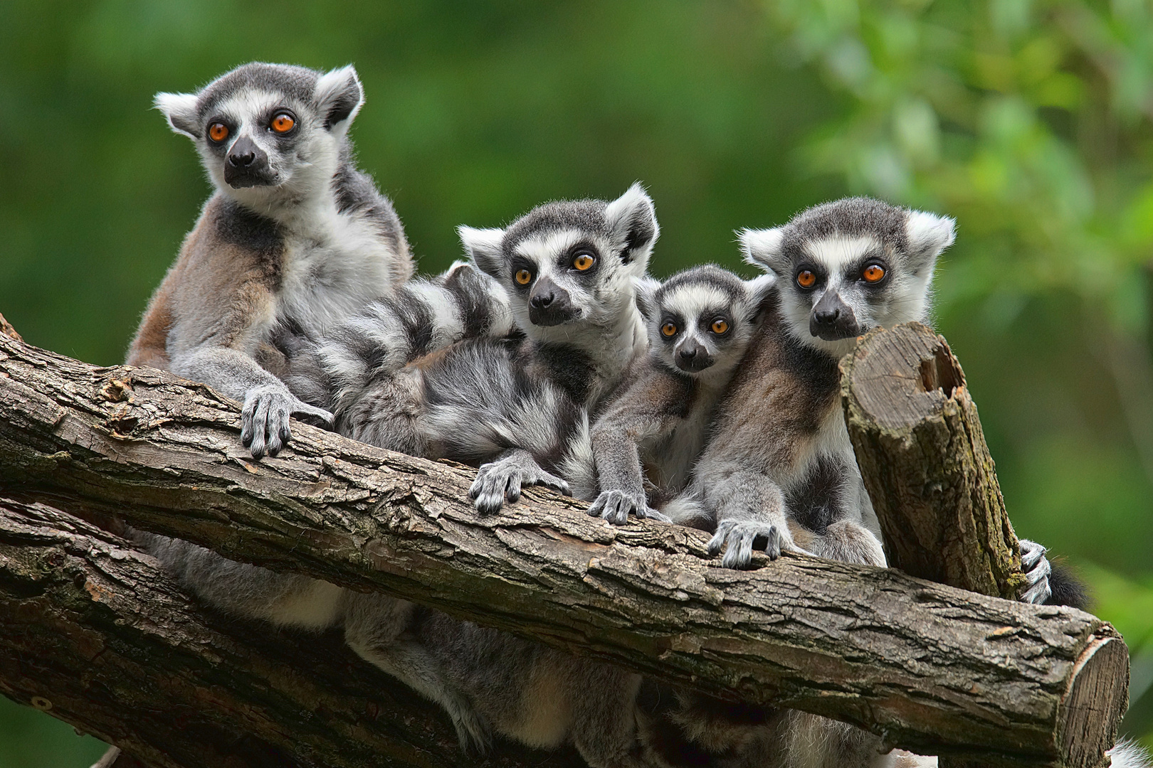 Familie Katta ;) Foto & Bild | tiere, zoo, wildpark & falknerei ...