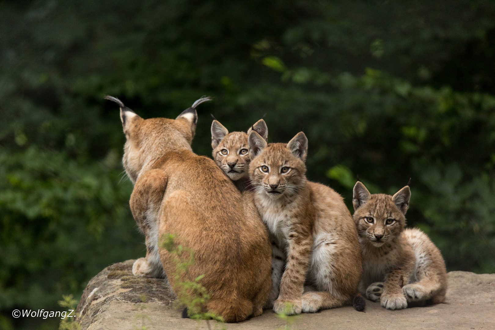 Familie Luchs Foto & Bild | tiere, zoo, wildpark & falknerei ...